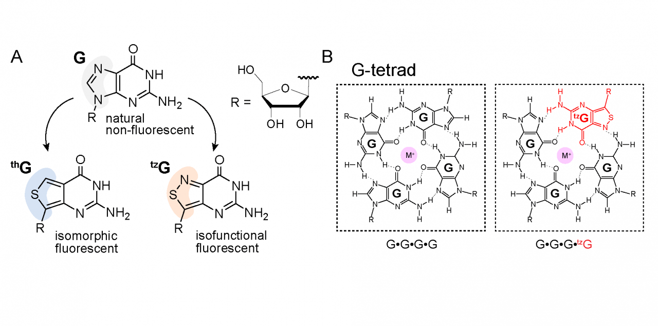 Structure, fonction et bio-ingénierie des Acides nucléiques non ...