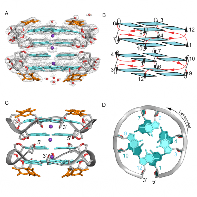 Structure, fonction et bio-ingénierie des Acides nucléiques non ...