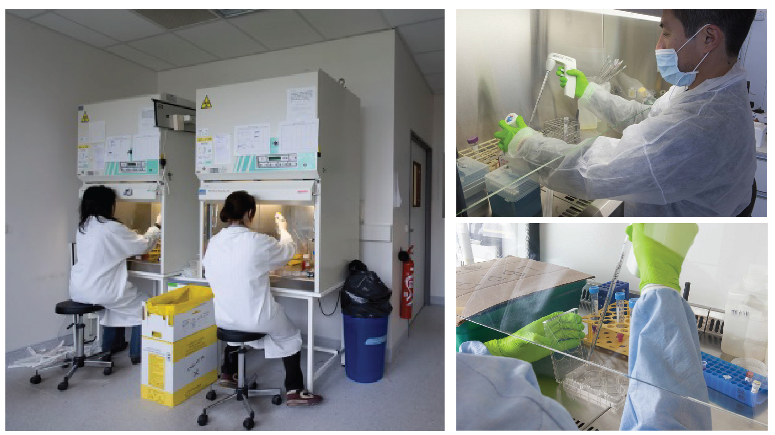 Plateforme de culture cellulaire | LBPA